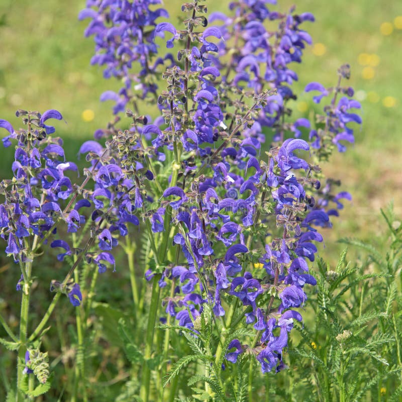 Meadow Sage or Salvia Pratensis Herbaceous Perennial Plant with Blue To ...