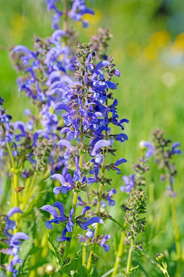 Meadow Sage or Salvia Pratensis Herbaceous Perennial Plant with Blue To ...