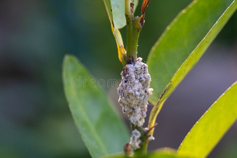 Close Up Mealybug on Lime Tree Stock Image - Image of myrmica ...