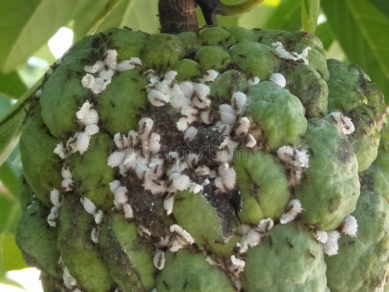 Close Up of Mealybugs on the Surface of the Custard Fruit Stock Image ...