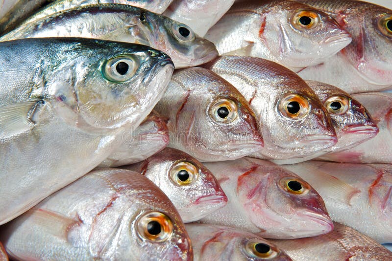 Close-up of Mediterranean Fish Stock Photo - Image of food, restaurant ...