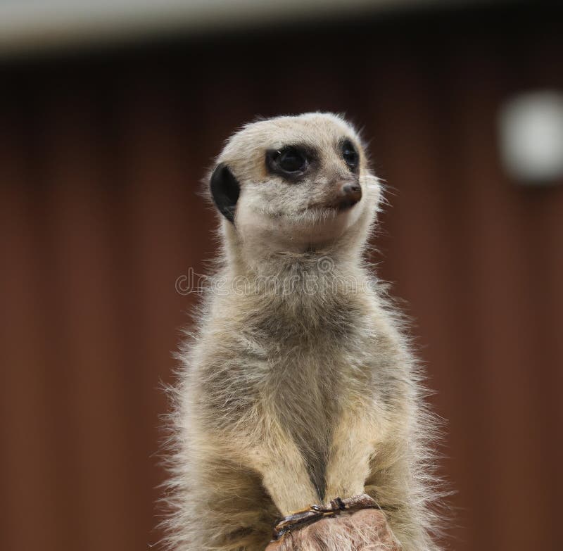 Close Up of Meerkat Created Using Generative Ai Technology Stock Photo ...