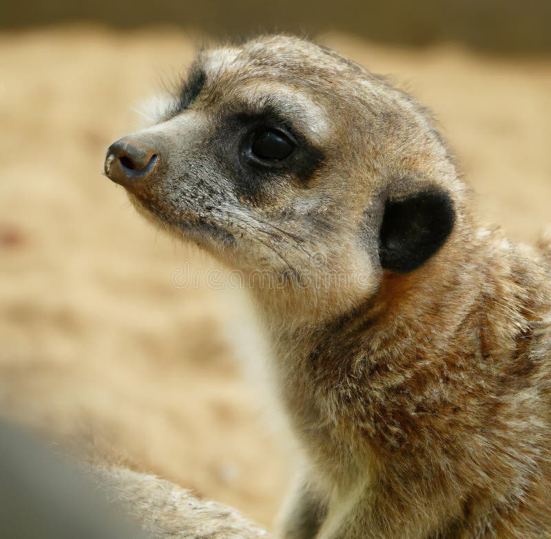 Close Up of Meerkat Created Using Generative Ai Technology Stock Photo ...