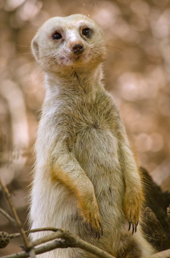 Meerkat stock image. Image of meerkat, whiskers, white - 100177337