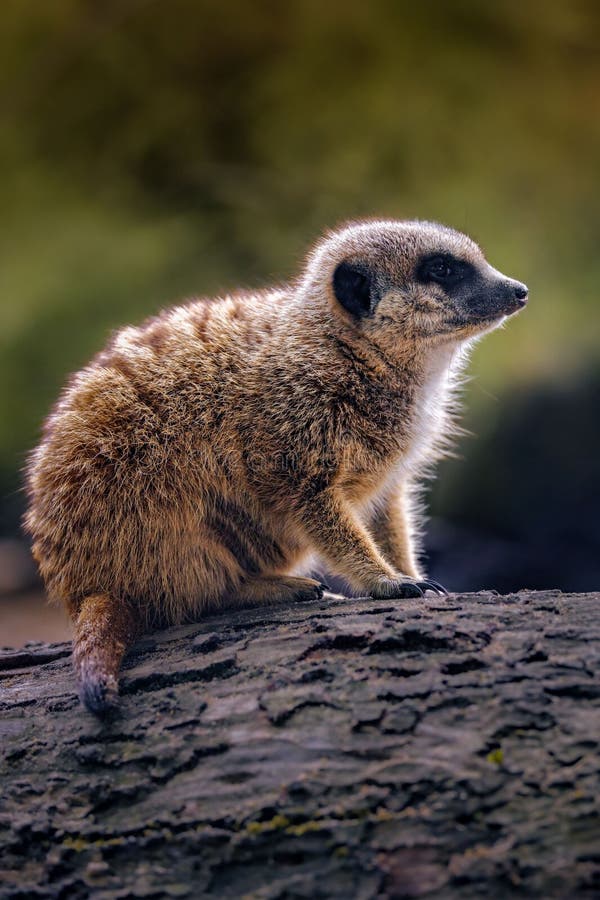 Meerkat Sitting and Relaxing Stock Photo - Image of relaxing, desert ...