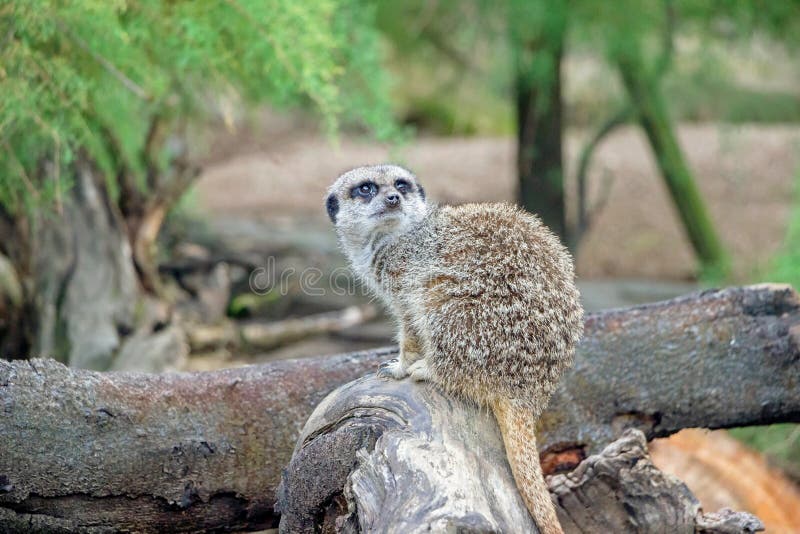 Close Up of a Meerkat on Tree Trunk Stock Photo - Image of nature, look ...