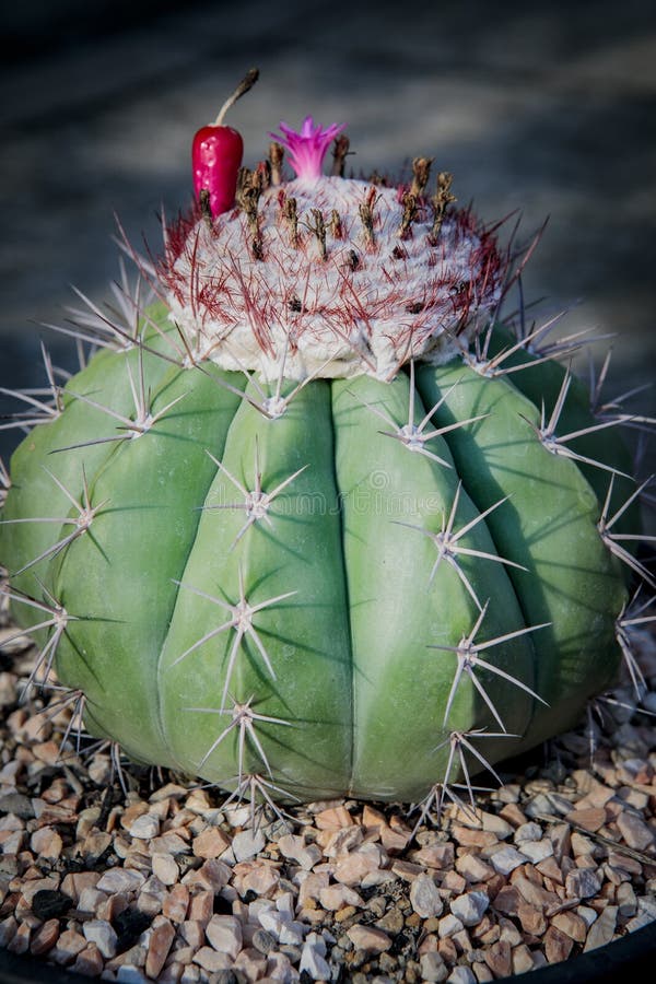 Close Up Melocactus with Cephalium on Top Stock Image - Image of growth ...