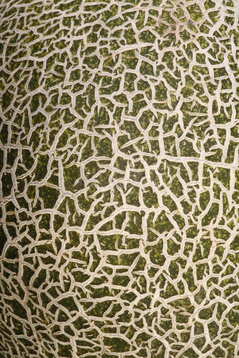 832 Melon Texture Backdrop Stock Photos - Free & Royalty-Free Stock ...