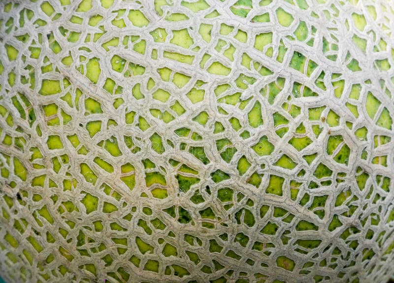 Close up melon texture stock image. Image of abstract - 92591449