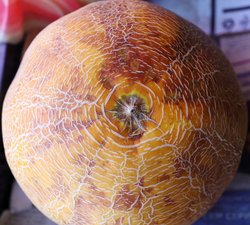 Close Up of Melons. Texture of Melon Peel Stock Photo - Image of ...
