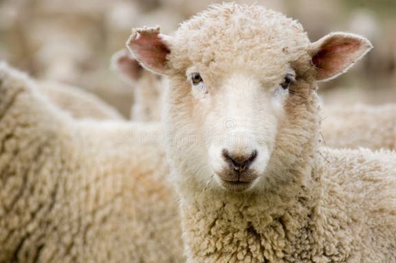 Close up of a Merino sheep stock photo. Image of cute - 1288172