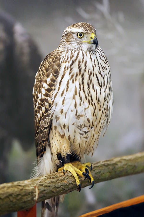 Close Up of a Merlin Bird . Falco Columbarius Stock Image - Image of ...