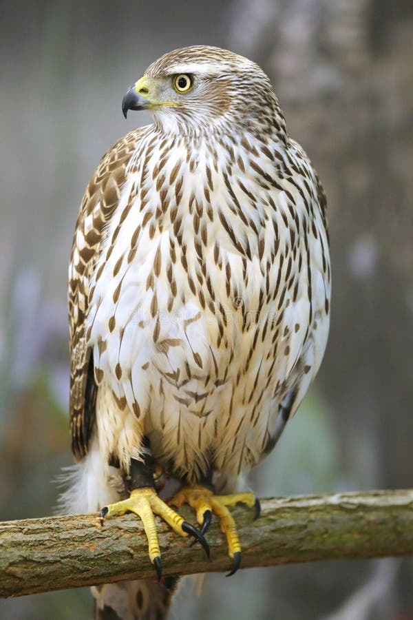 Close Up of a Merlin Bird . Falco Columbarius Stock Image - Image of ...