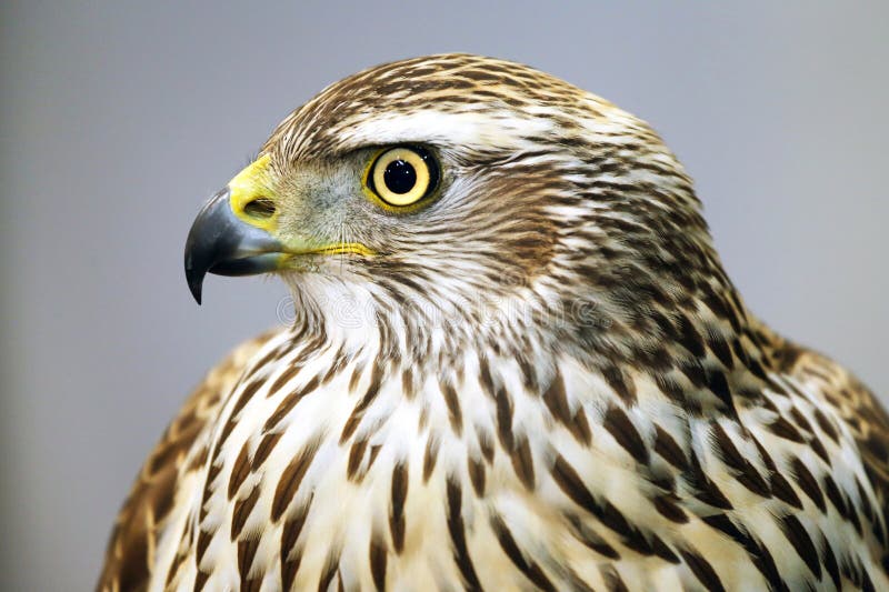 Close Up of a Merlin Bird . Falco Columbarius Stock Image - Image of ...