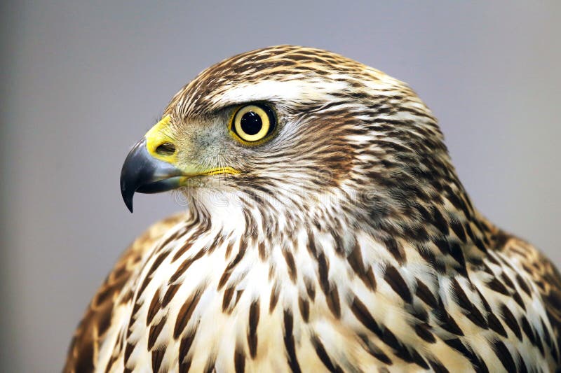 Close Up of a Merlin Bird . Falco Columbarius Stock Photo - Image of ...