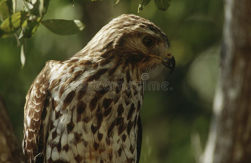 Falco Columbarius or Merlin is a Species of Falconiform Bird in the ...