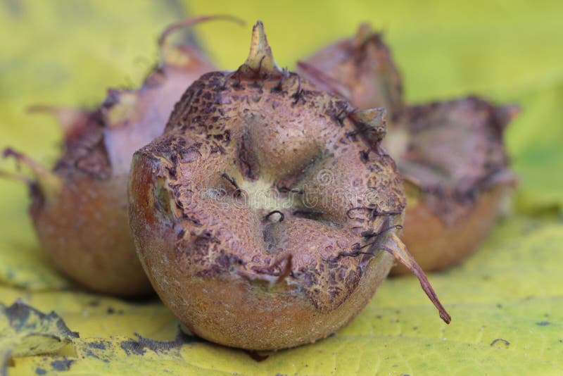 Close-up from Mespilus Germanica Stock Photo - Image of crumble, growth ...