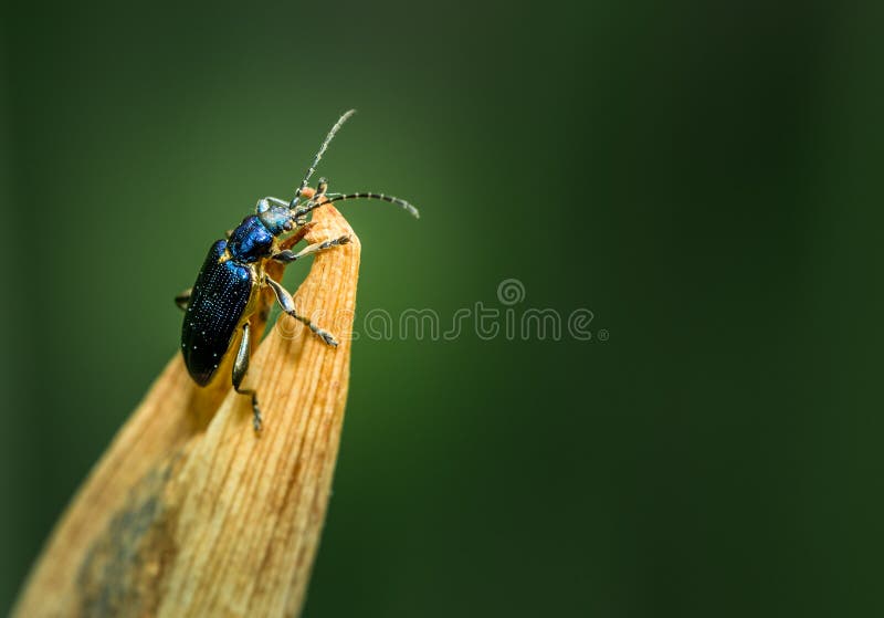 Metallic blue leaf beetle stock photo. Image of climbing - 99301410