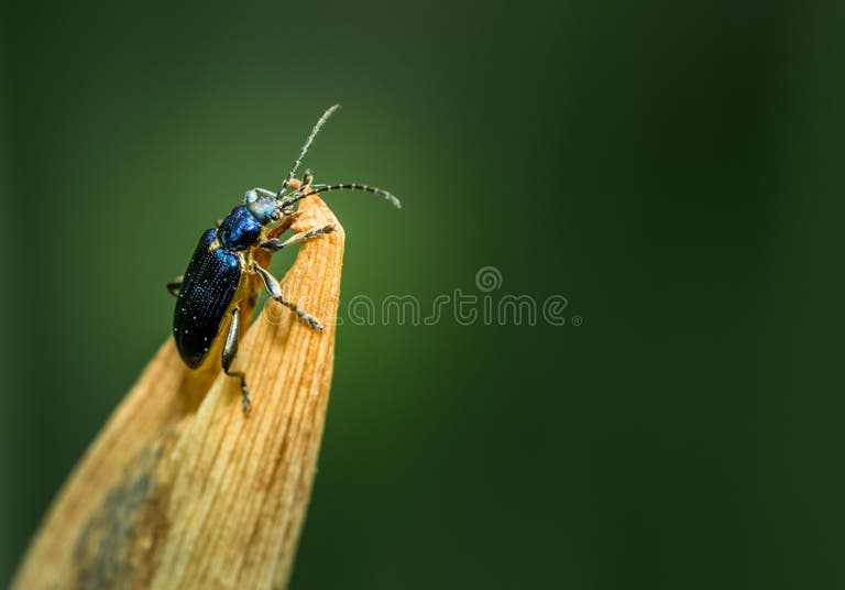 Metallic blue leaf beetle stock photo. Image of climbing - 99301410