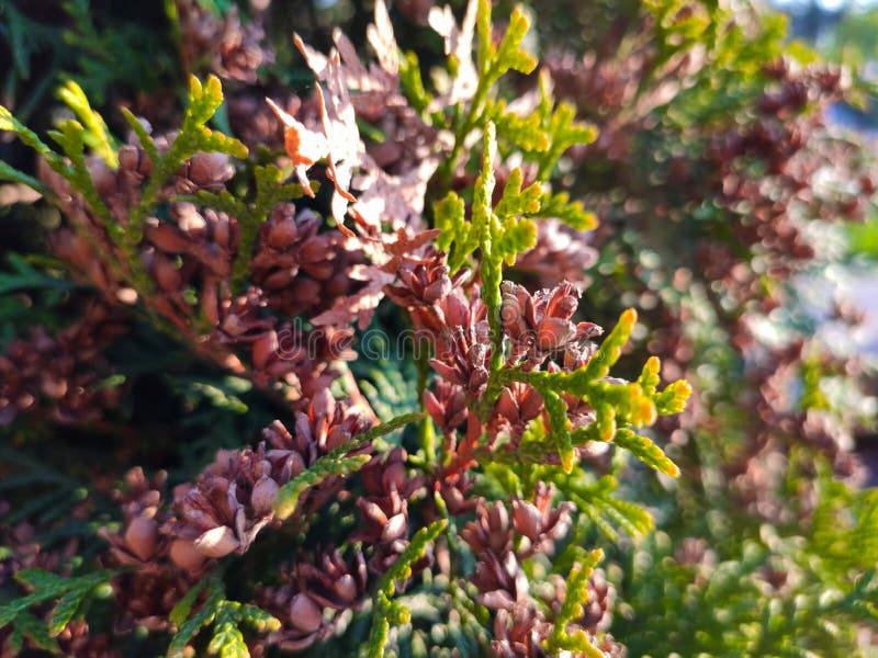 Close Up on Leaves of Juniperus Communis - Common Juniper for Landscape ...