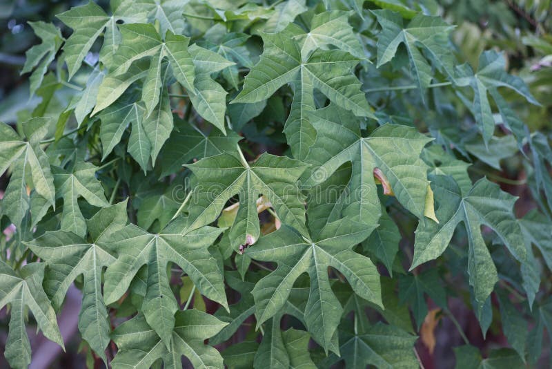 Close-up of Mexican or Thai Kale Called Chaiya for Cooking. Stock Photo ...