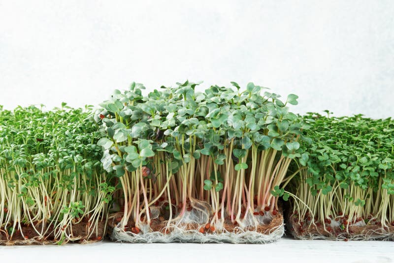 Close-up of Microgreen Broccoli, Cress and Radish Growing on Linen Mat ...