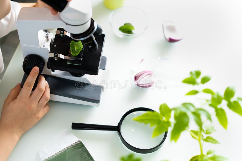 Plant study botanist stock photo. Image of study, outdoors - 9532362