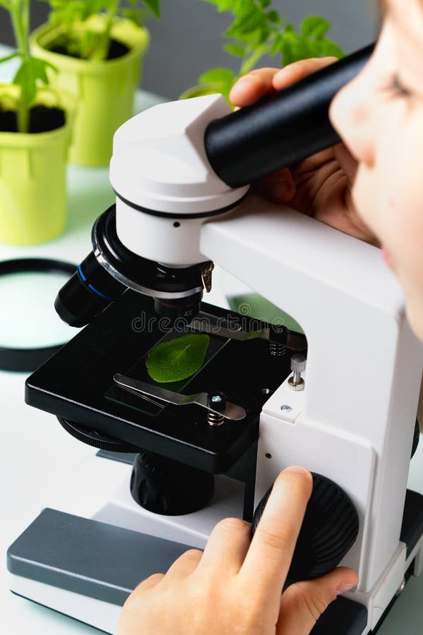 Plant study botanist stock photo. Image of study, outdoors - 9532362