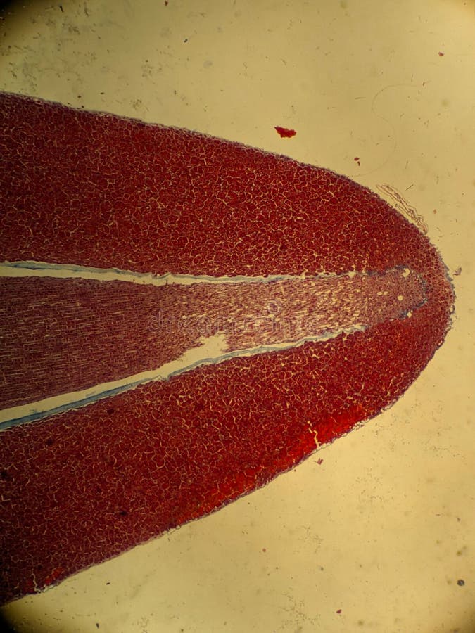 Microscopic view of tissue stock image. Image of medical - 346328461