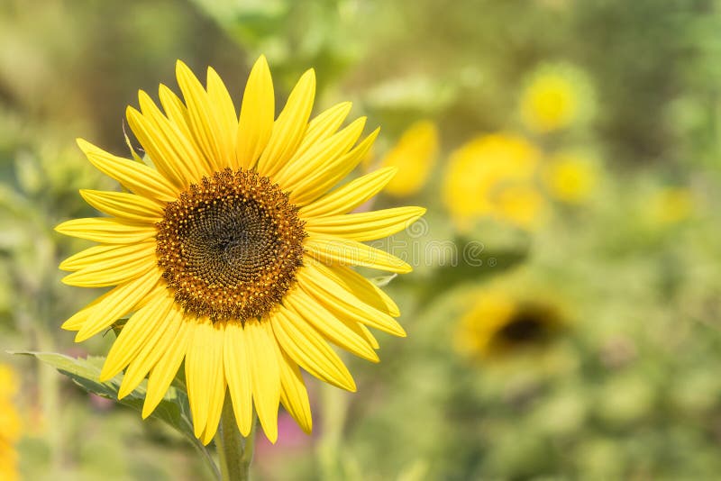 Close Up Middle of Sunflower Blooming on the Field Stock Photo - Image ...