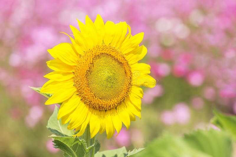 Close Up Middle of Sunflower Blooming on the Field Stock Photo - Image ...