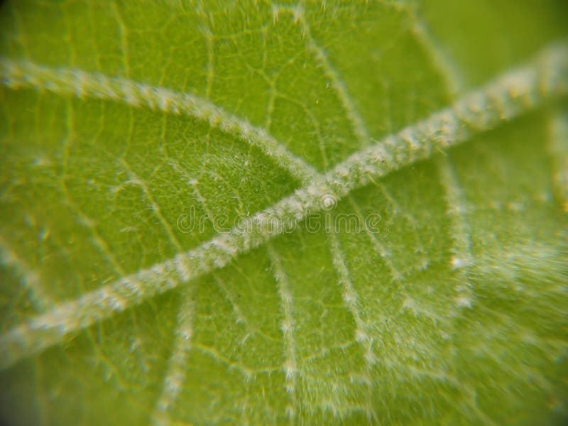 Midrib of a Green Leaf Macroscopic Close-up Stock Image - Image of ...