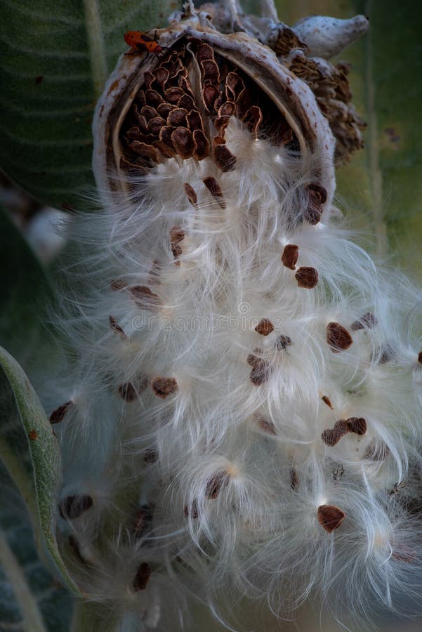 Milkweed Seed Pod in Nature Stock Photo - Image of botany, open: 260625396
