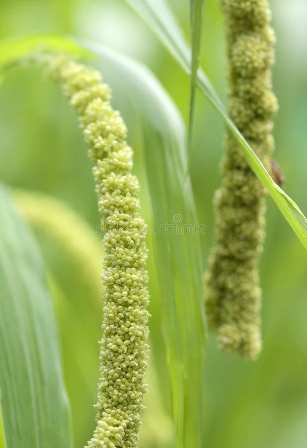 119 Foxtail Millet Leaf Stock Photos - Free & Royalty-Free Stock Photos ...