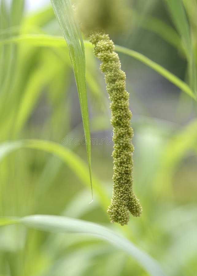 119 Foxtail Millet Leaf Stock Photos - Free & Royalty-Free Stock Photos ...