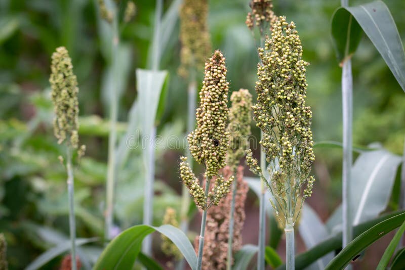 Close Up Millets Standing in Field Stock Photo - Image of grain, green ...