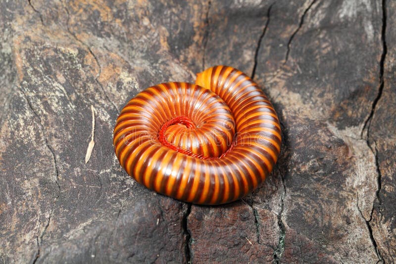 Close-up of Millipede Animal Coiled Near Dry Leaves Stock Photo - Image ...