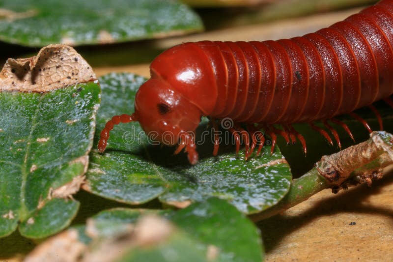 Centipede Molting Stock Photos - Free & Royalty-Free Stock Photos from ...