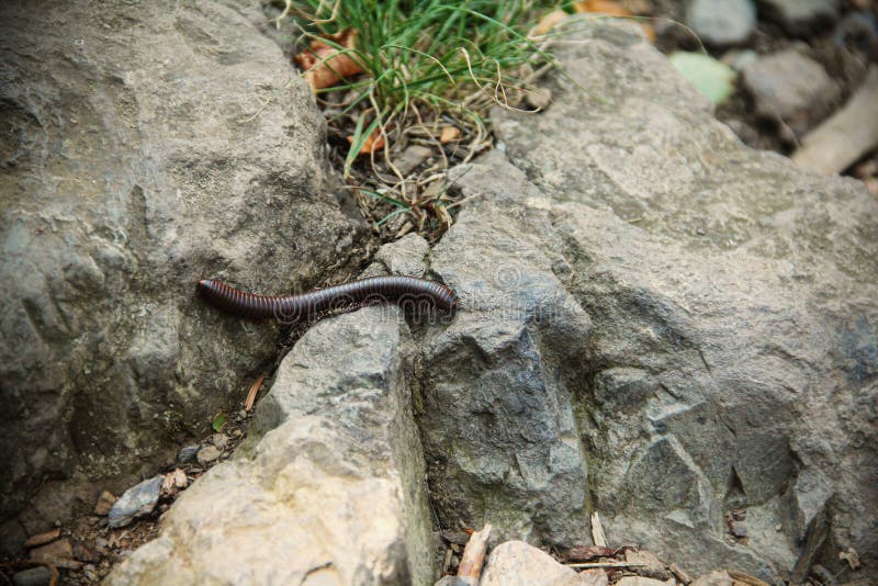 Close-up of a Millipede Crawling Over Rocks on a Trail Stock Photo ...