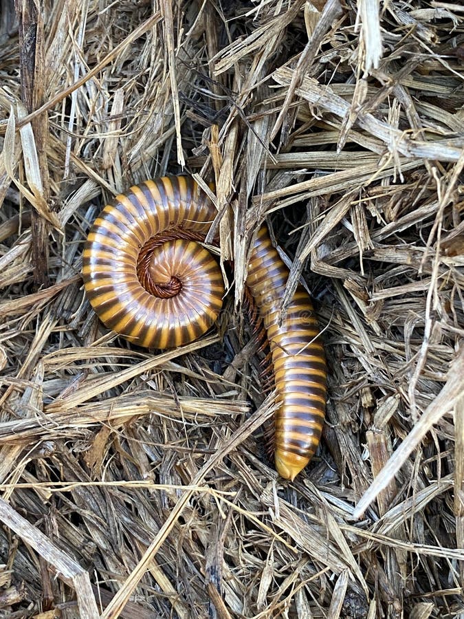 Millipede on dry grass stock image. Image of field, helix - 261120977