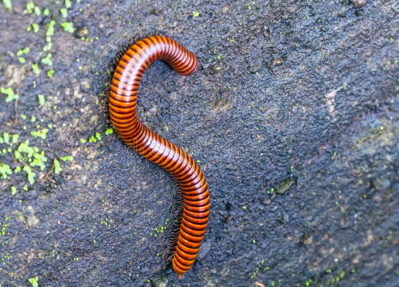 Close Up of the Millipede on Green Moss Wall Stock Photo - Image of ...