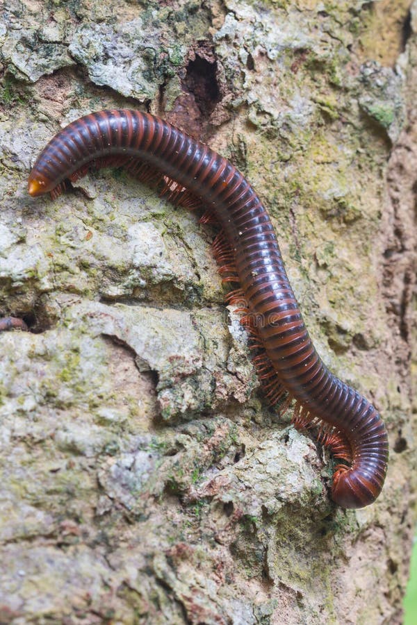 Close Up of the Millipede on Tree Stock Image - Image of animals ...