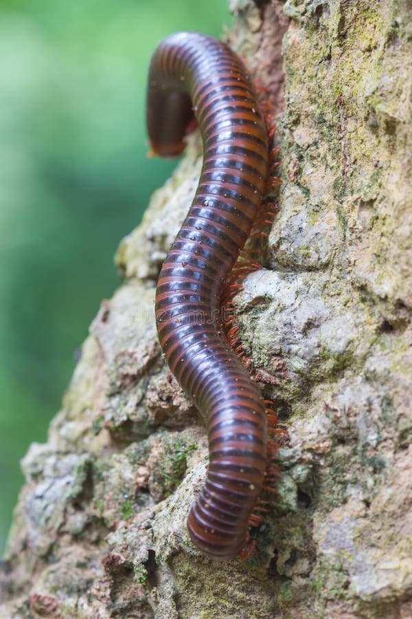 Close Up Millipede on Branch Stock Photo - Image of ecological ...