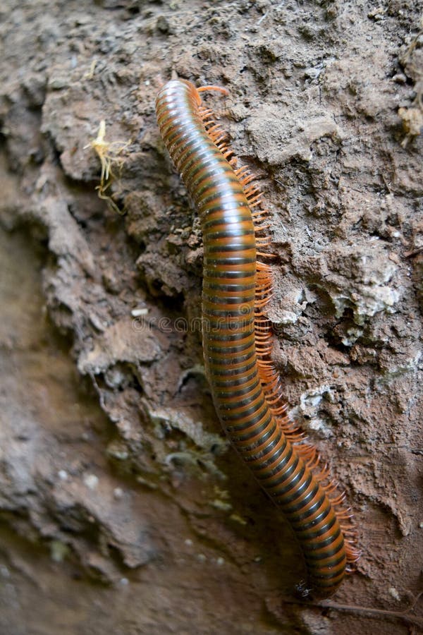 Close Up of the Millipede on Weathered Timber Stock Image - Image of ...