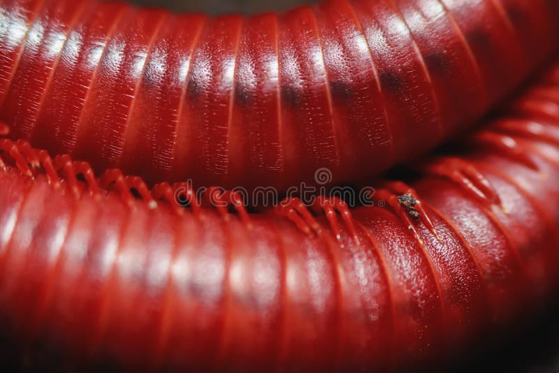 Millipedes are Breeding on the Ground Stock Image - Image of small ...