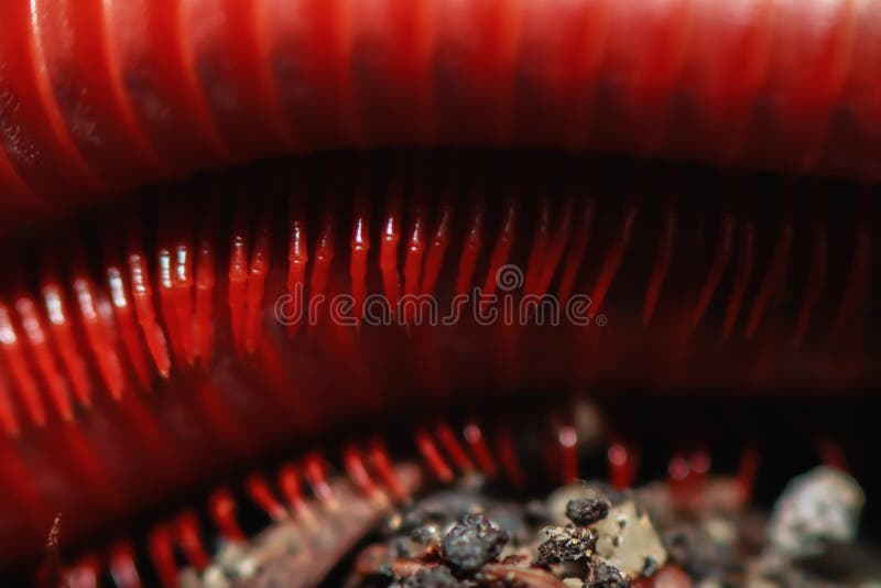 Millipedes are Breeding on the Ground Stock Image - Image of brown ...
