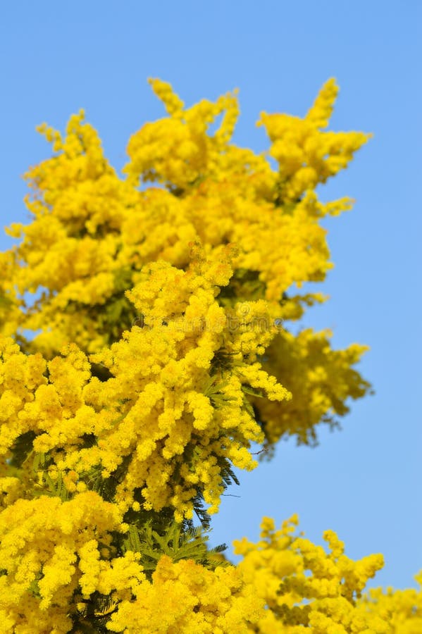 Close-up of Mimosa in Bloom, Silver Wattle, Acacia Dealbata Stock Photo ...