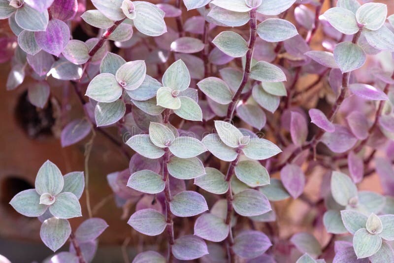 Close Up Mini Turtle Plant. Purple Mini Turtle Plant Stock Image ...