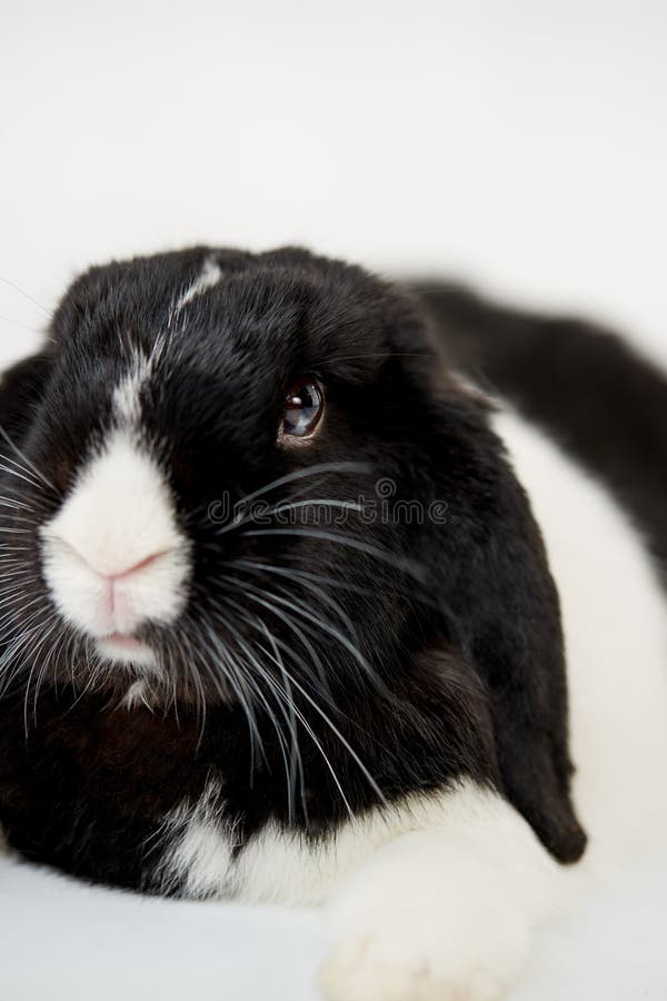 Close Up of Miniature Black and White Flop Eared Rabbit Lying on White ...