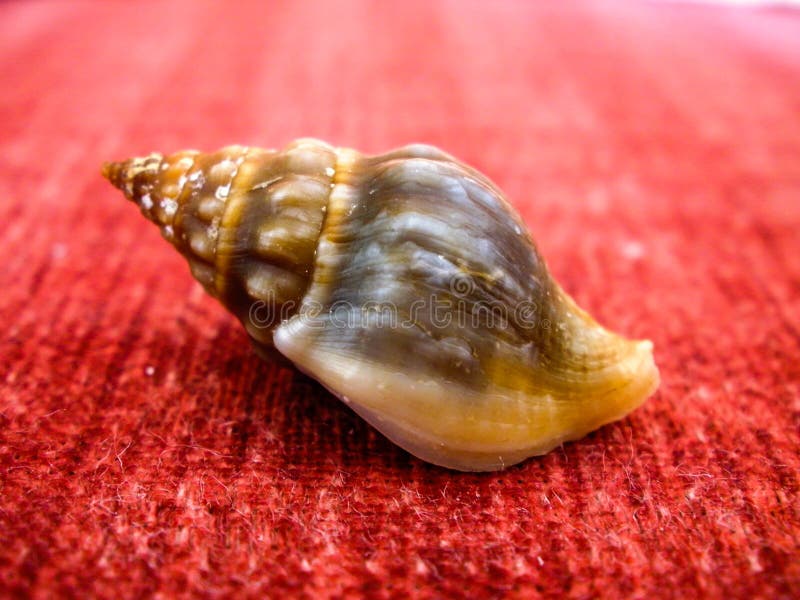 Close-up of a Miniature Sea Shell Stock Image - Image of collection ...